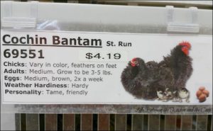 How to Care for Baby Chicks