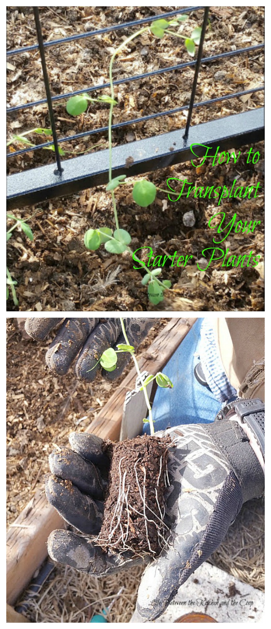 How to Transplant Your Starter Plants into Your Garden – Life Between ...